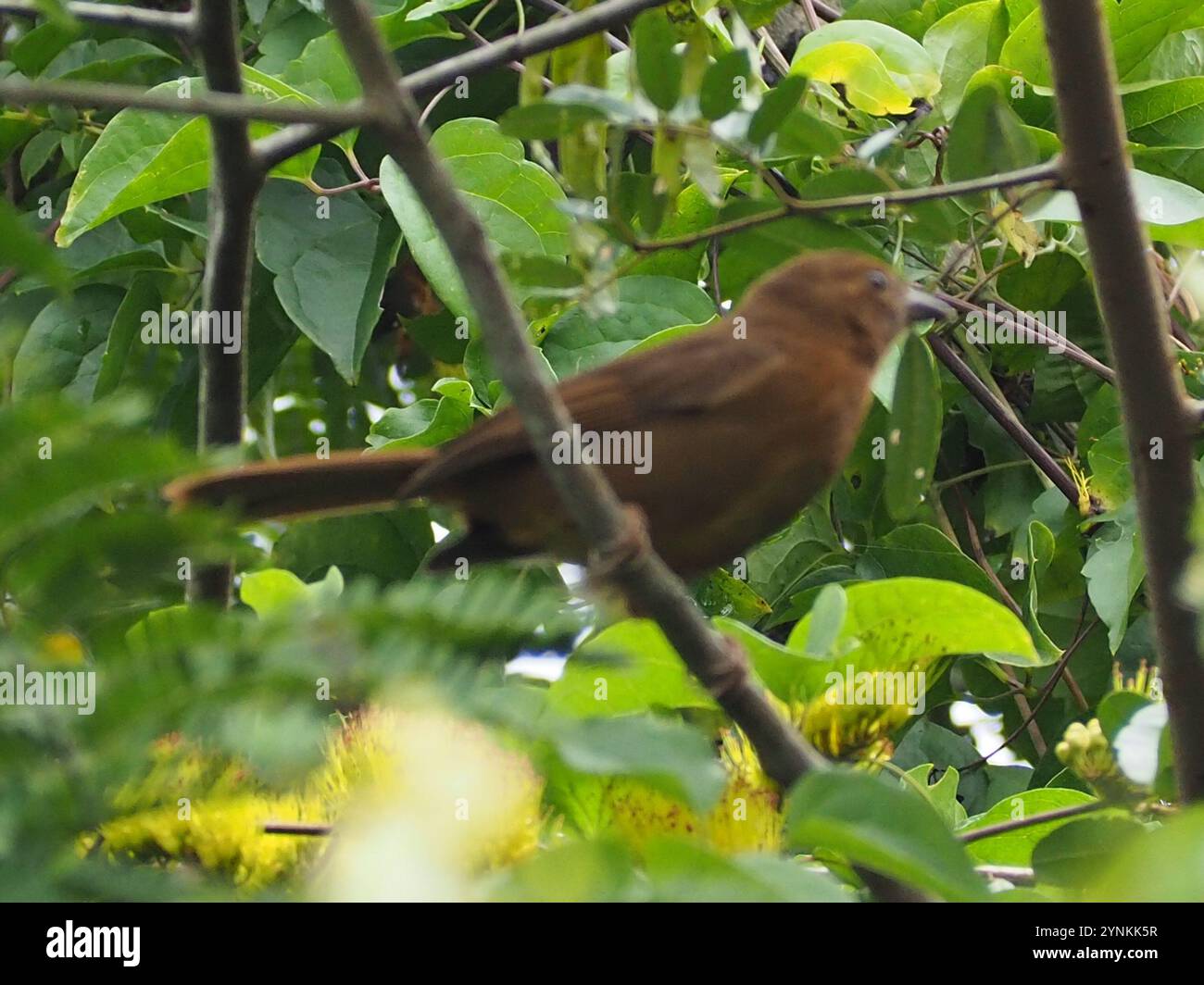 Cardinals and Allies (Cardinalidae Stock Photo - Alamy