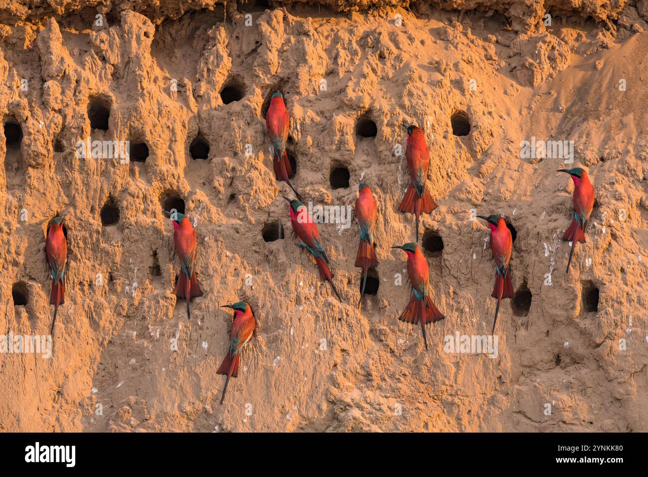 A flock of Carmine Bee-eaters is seen in Zimbabwe's Mana Pools National ...