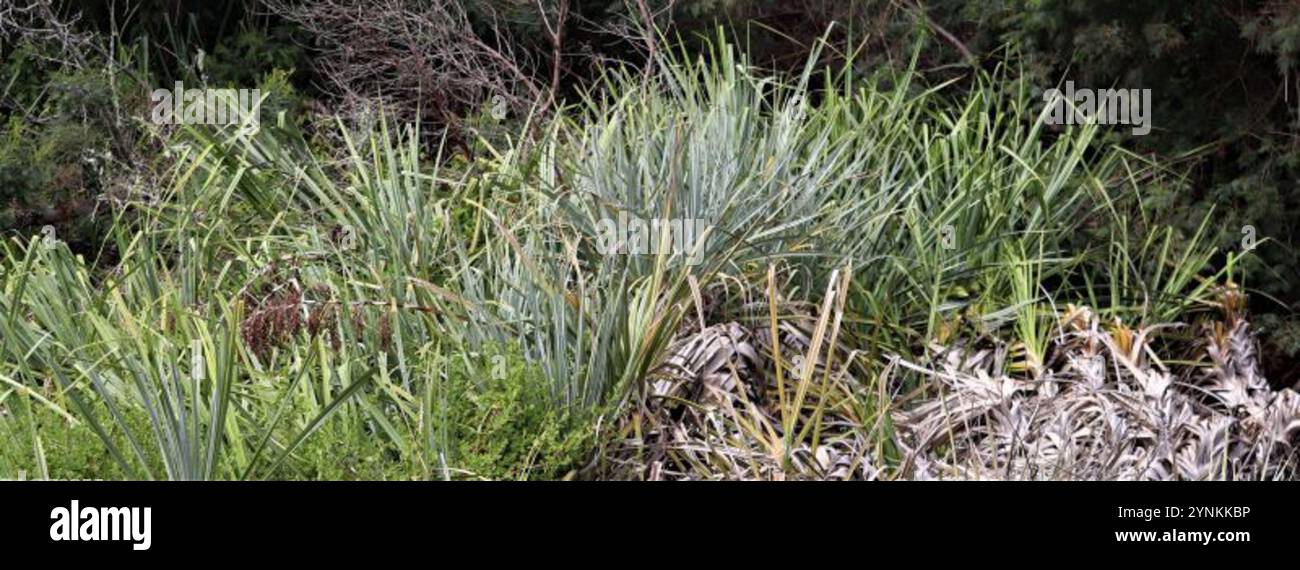 Palmiet hi-res stock photography and images - Alamy