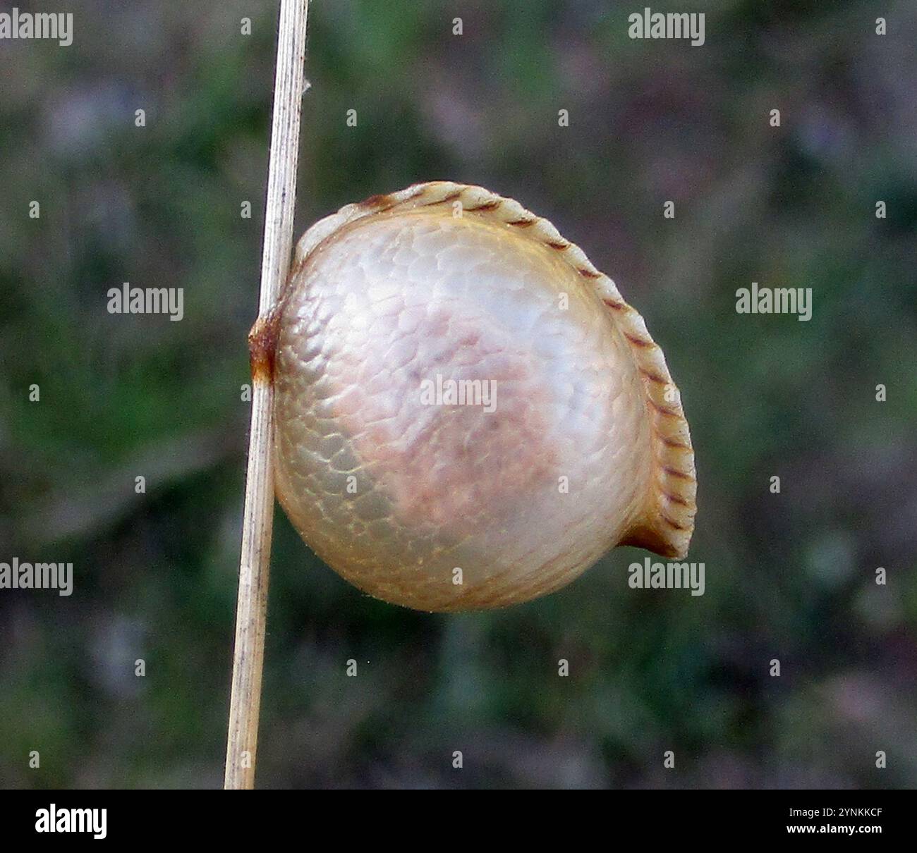 Hammerhead Mantis (Hoplocoryphella grandis Stock Photo - Alamy