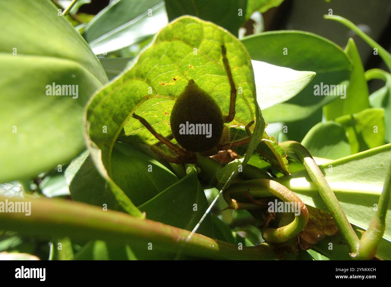 Badge Huntsman Spiders (Neosparassus Stock Photo - Alamy