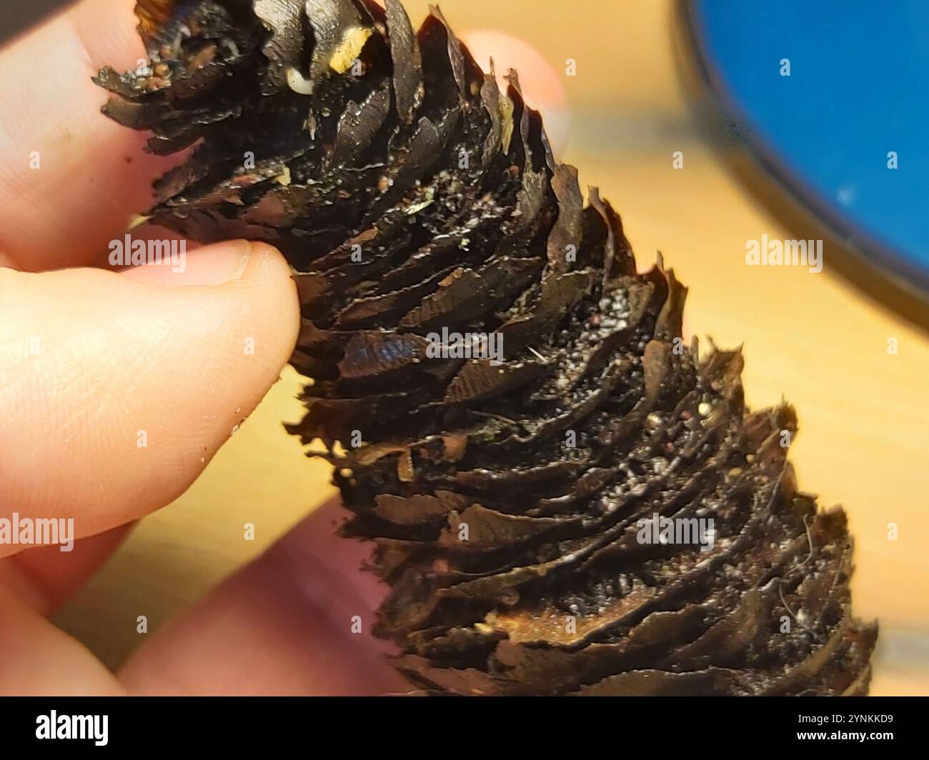 Cherry-Spruce Rust (Thekopsora areolata Stock Photo - Alamy