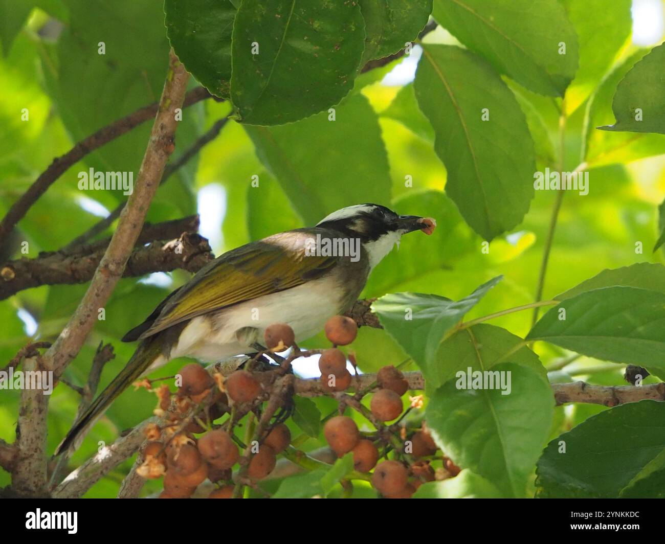Taiwan Bulbul (Pycnonotus sinensis formosae Stock Photo - Alamy
