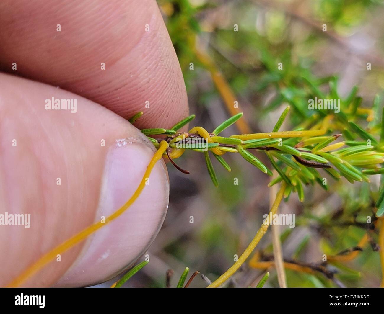 laurel dodder (Cassytha filiformis Stock Photo - Alamy