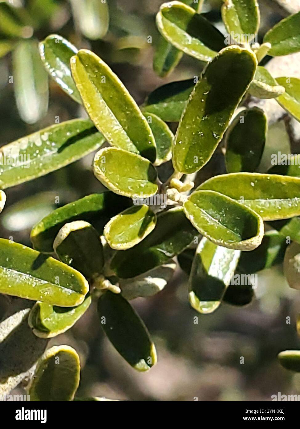 Desert Caper (Atamisquea emarginata Stock Photo - Alamy