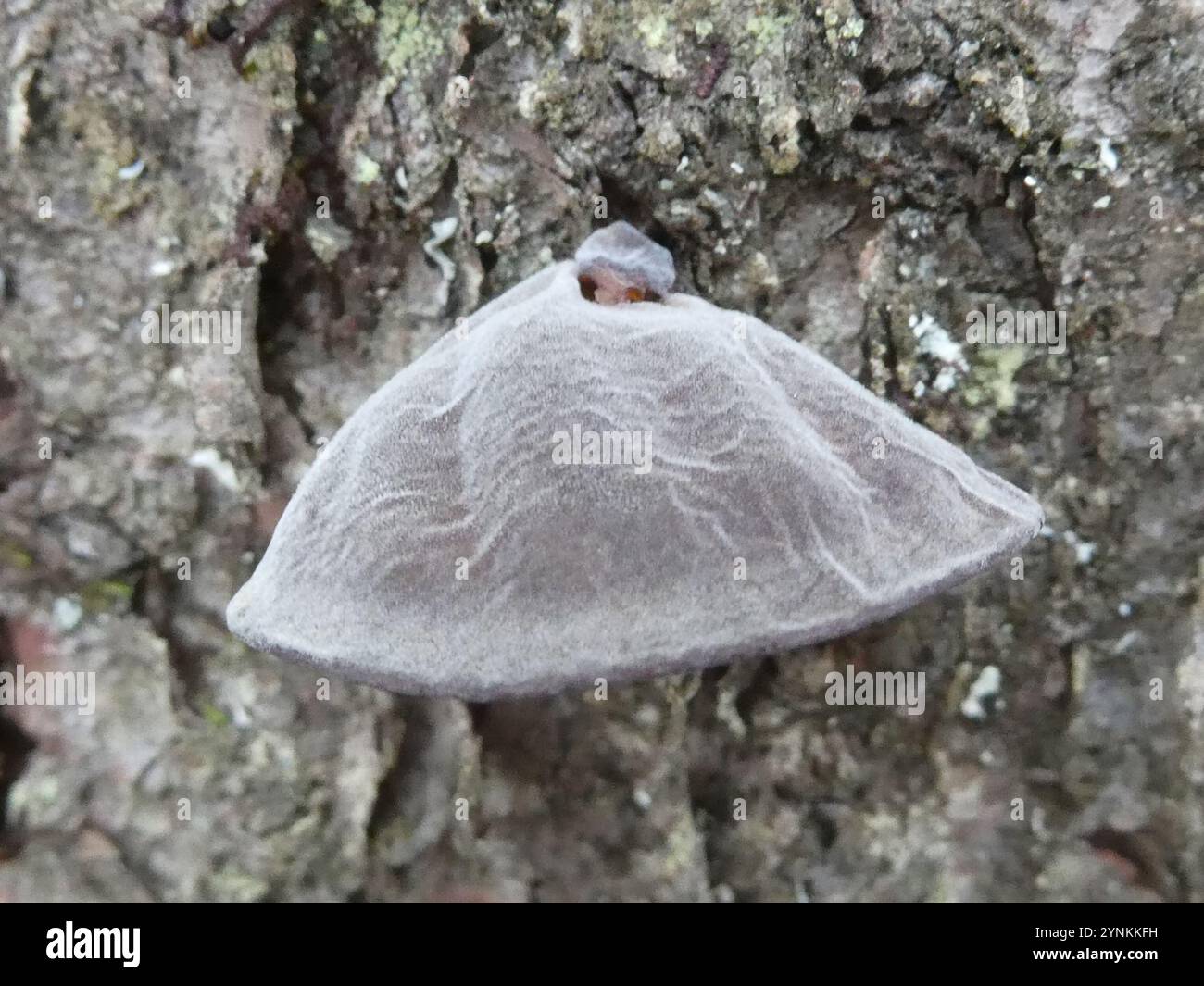 Auricularia americana hi-res stock photography and images - Alamy