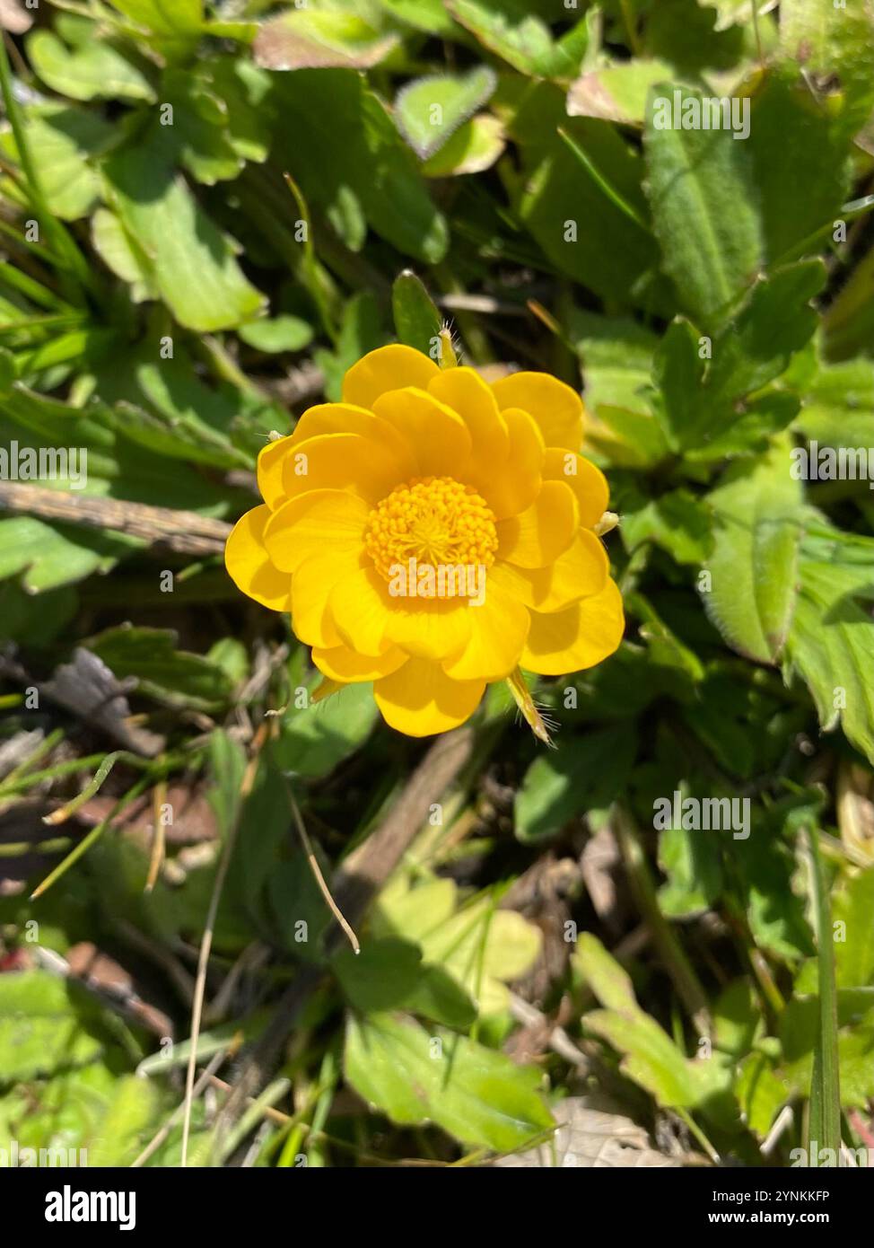 Large Buttercup (Ranunculus macranthus Stock Photo - Alamy
