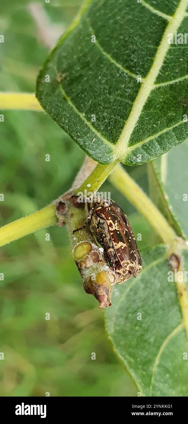 Mango Flower Beetle (Protaetia fusca Stock Photo - Alamy