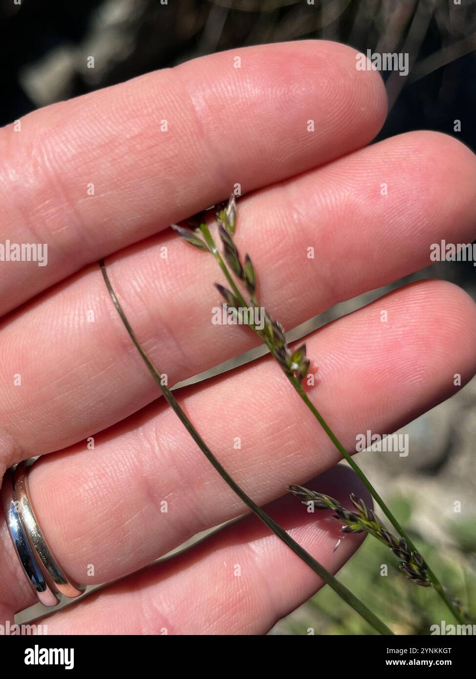 smallflower melicgrass (Melica imperfecta Stock Photo - Alamy