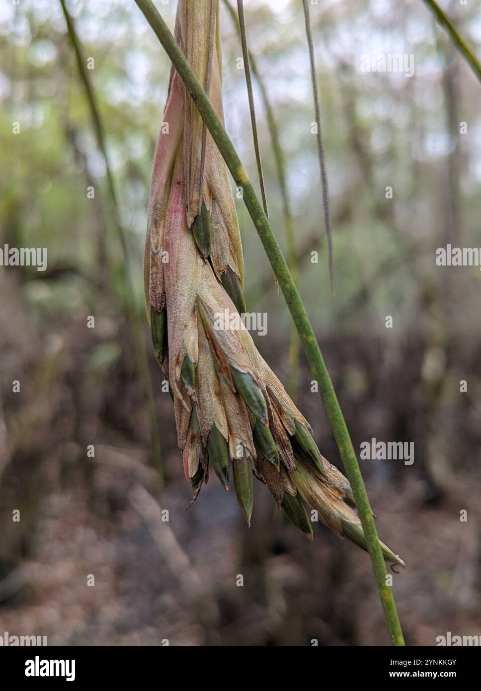 Manatee River airplant (Tillandsia simulata Stock Photo - Alamy