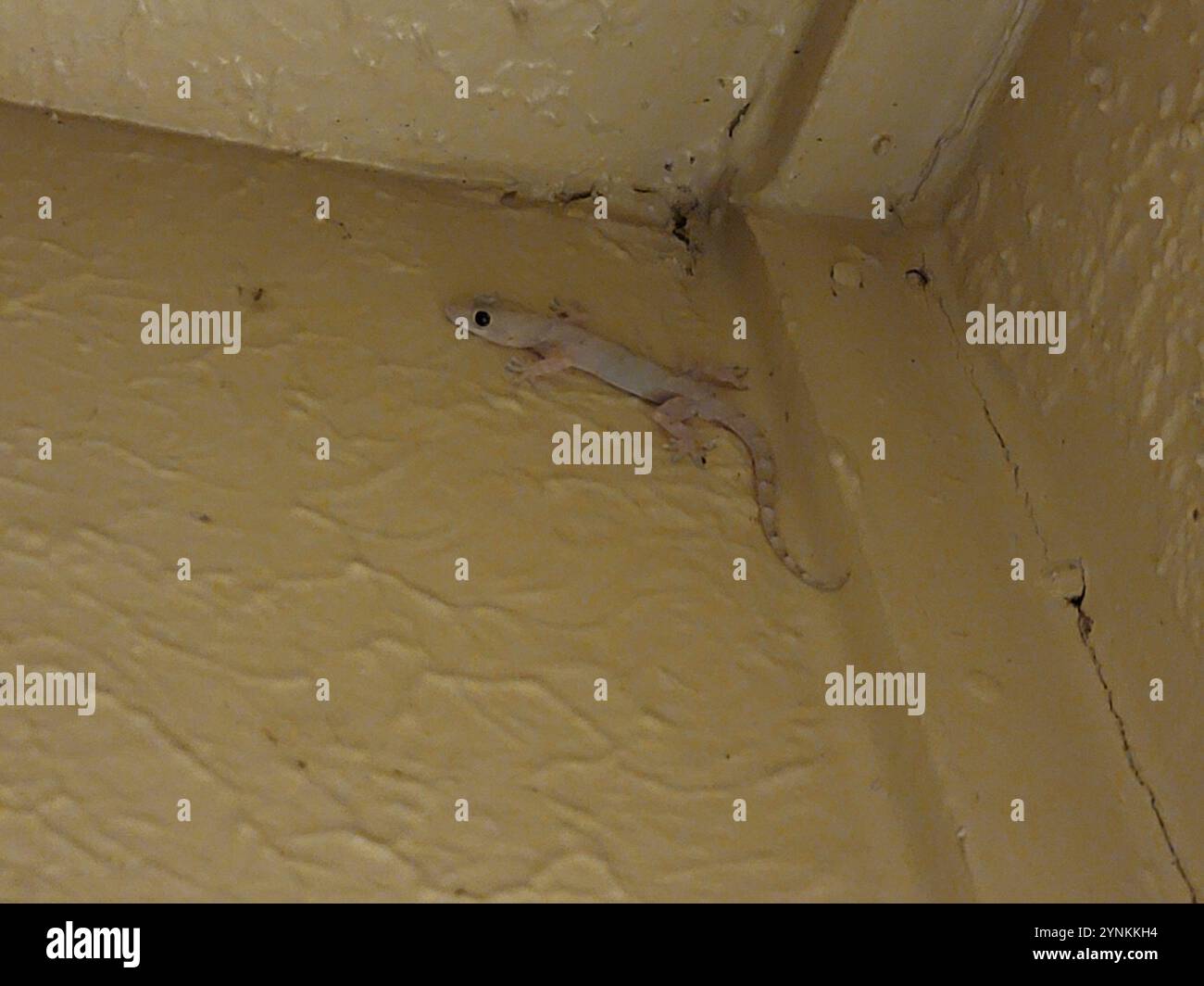 Tropical House Gecko (Hemidactylus mabouia Stock Photo - Alamy