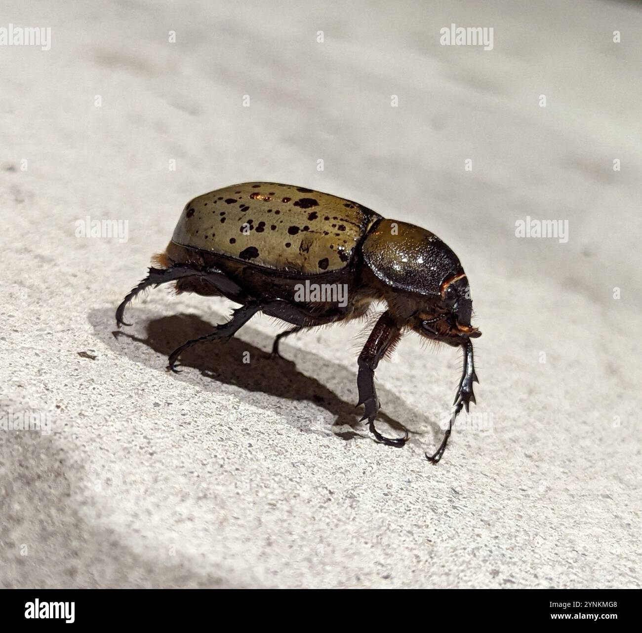 Eastern Hercules Beetle (Dynastes tityus Stock Photo - Alamy