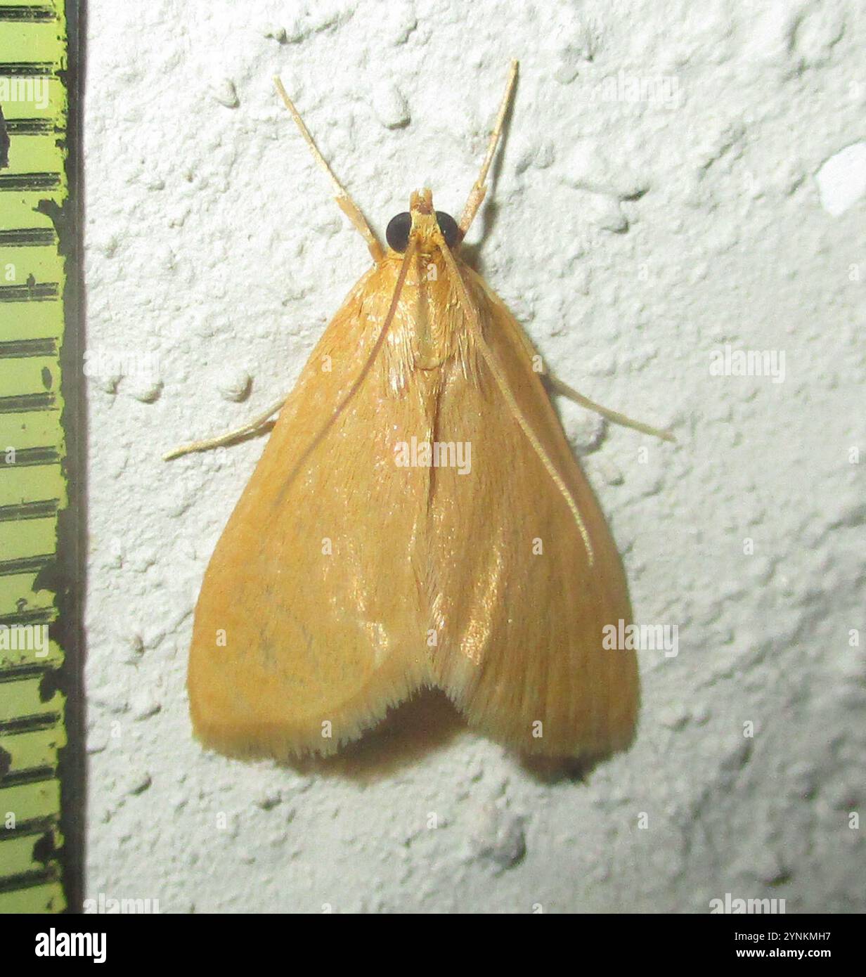 Impunctata hi-res stock photography and images - Alamy