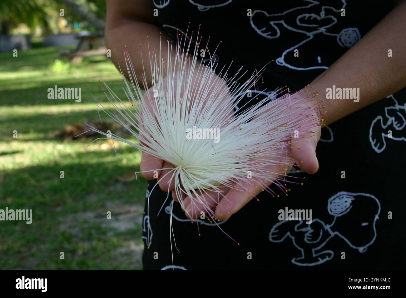 Fish Poison Tree (Barringtonia asiatica Stock Photo - Alamy
