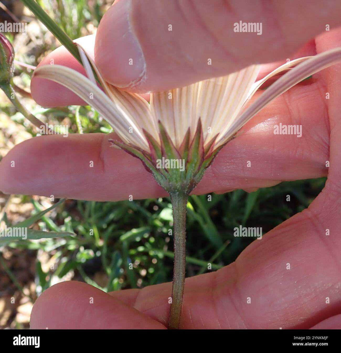 African oxeye (Dimorphotheca nudicaulis Stock Photo - Alamy