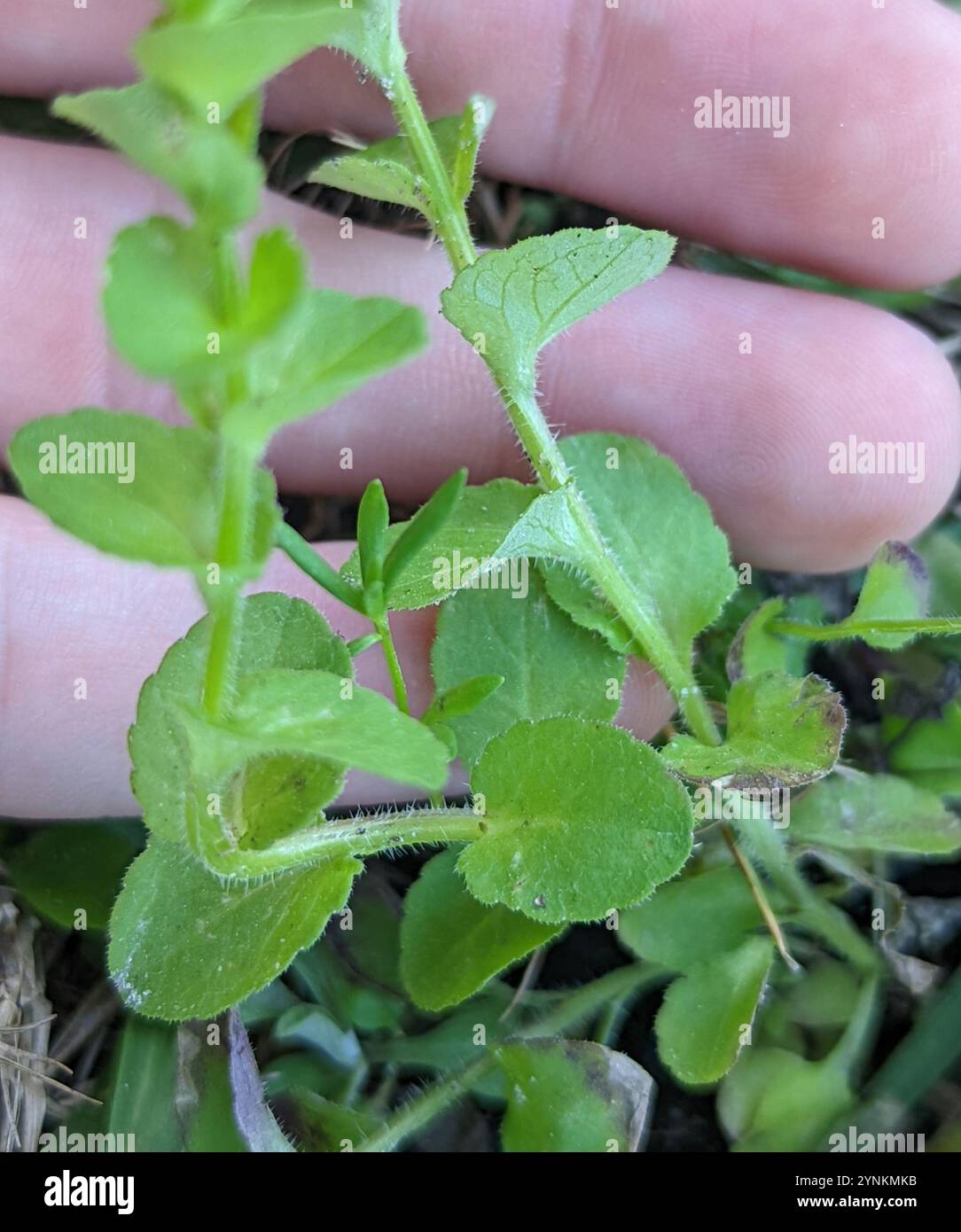clasping Venus's looking glass (Triodanis perfoliata Stock Photo - Alamy