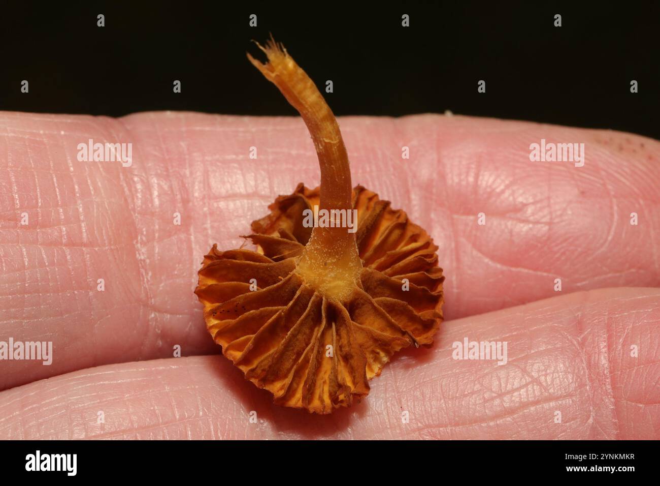Moss Bell (Galerina hypnorum Stock Photo - Alamy