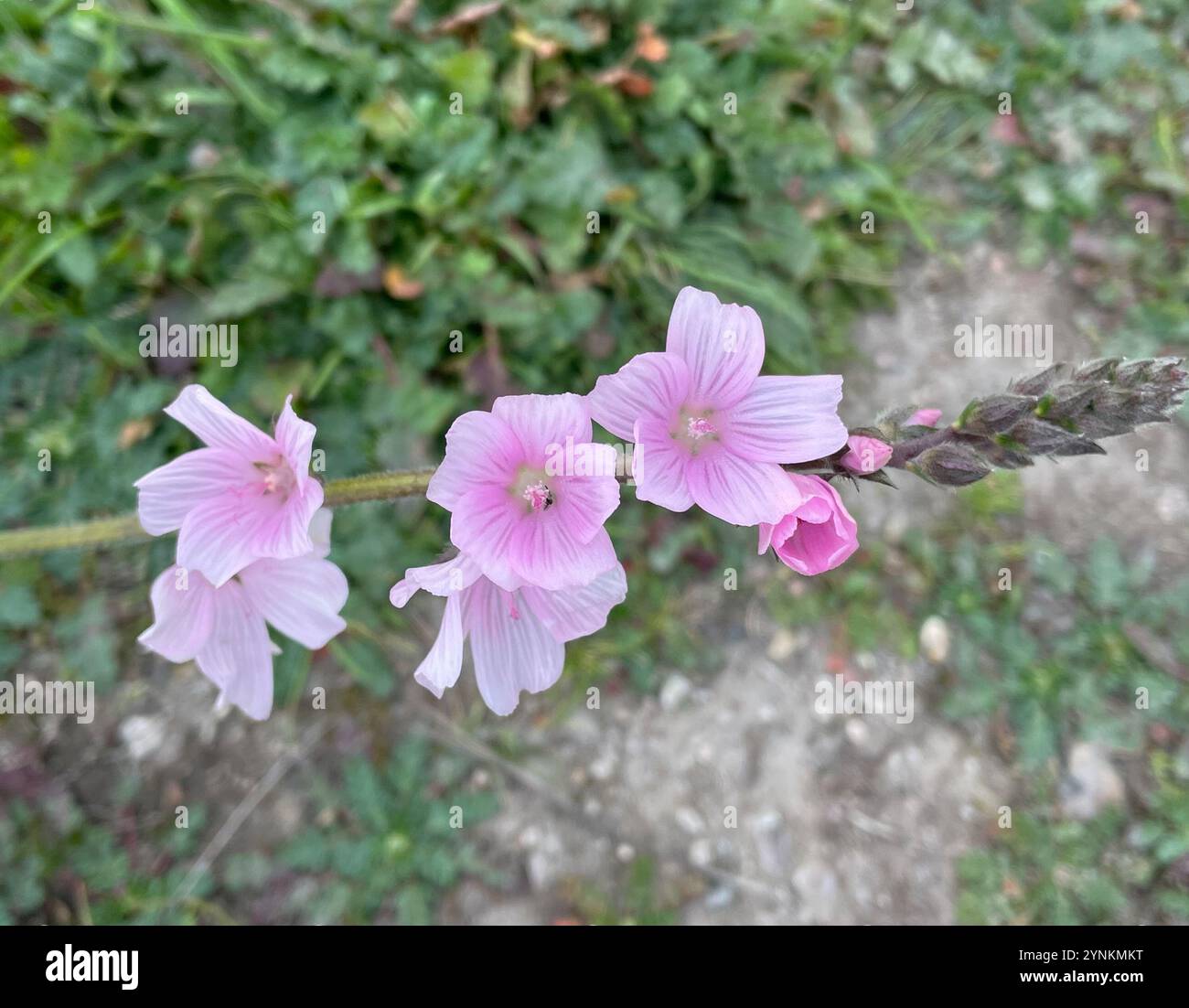 checkerbloom (Sidalcea malviflora Stock Photo - Alamy