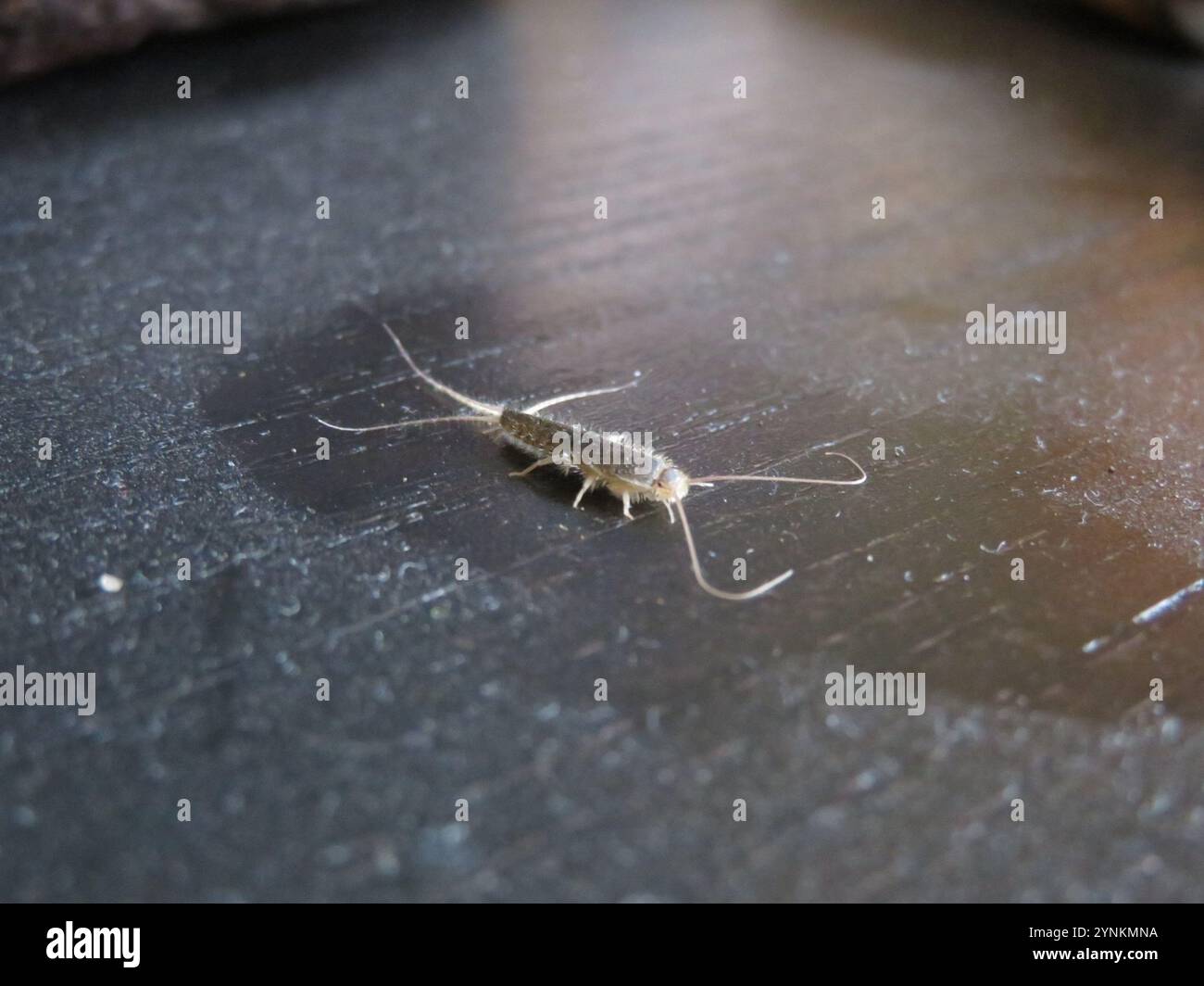 Long-tailed Silverfish (Ctenolepisma longicaudatum Stock Photo - Alamy