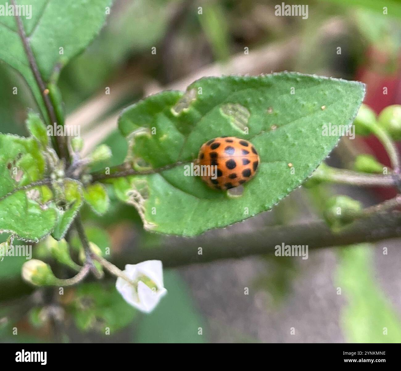 Vigintioctopunctata hi-res stock photography and images - Alamy