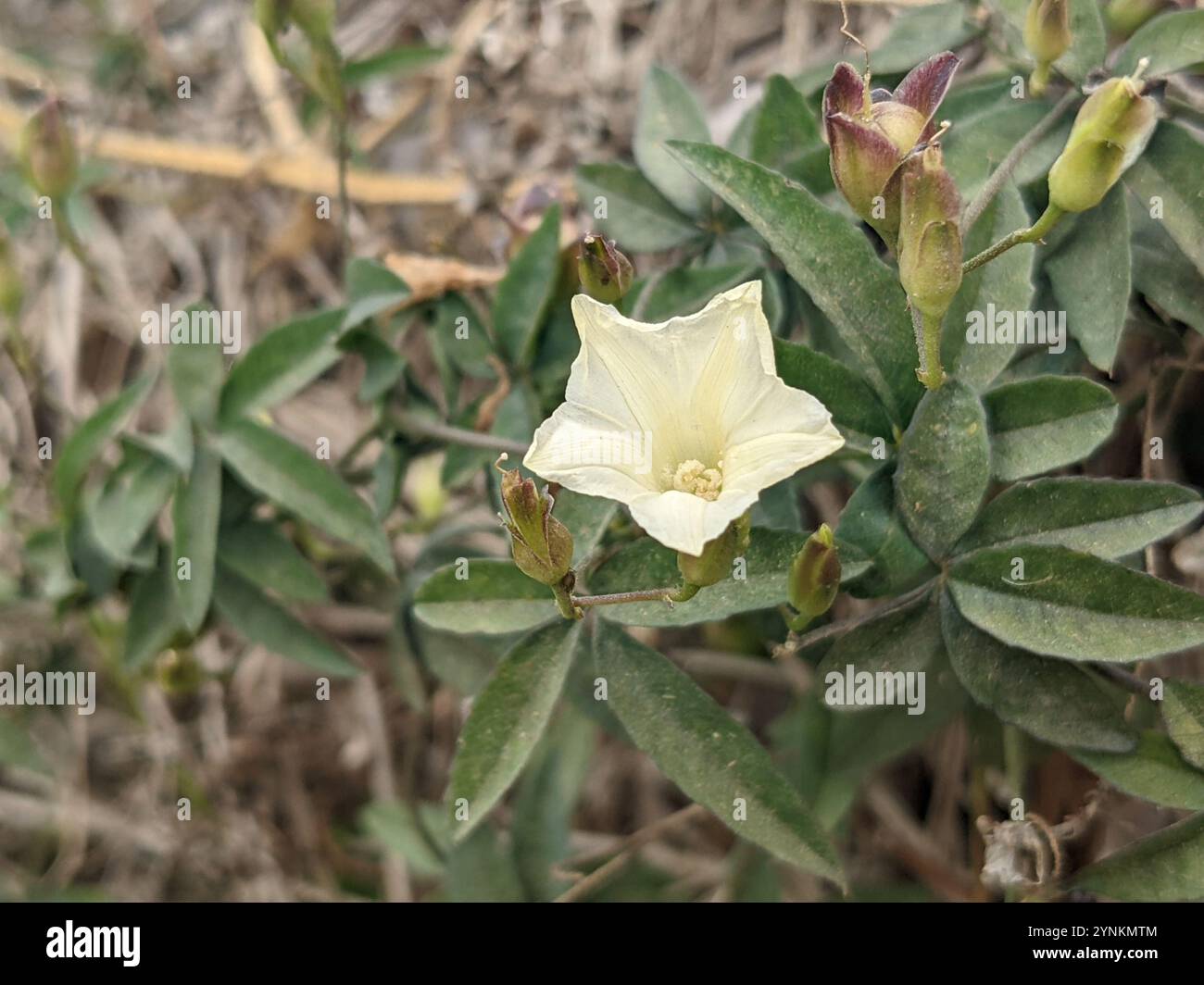 Rock Rosemary (Distimake quinquefolius Stock Photo - Alamy