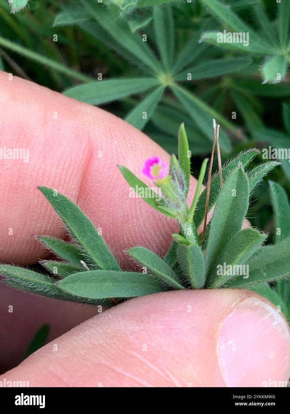 slender phlox (Microsteris gracilis Stock Photo - Alamy