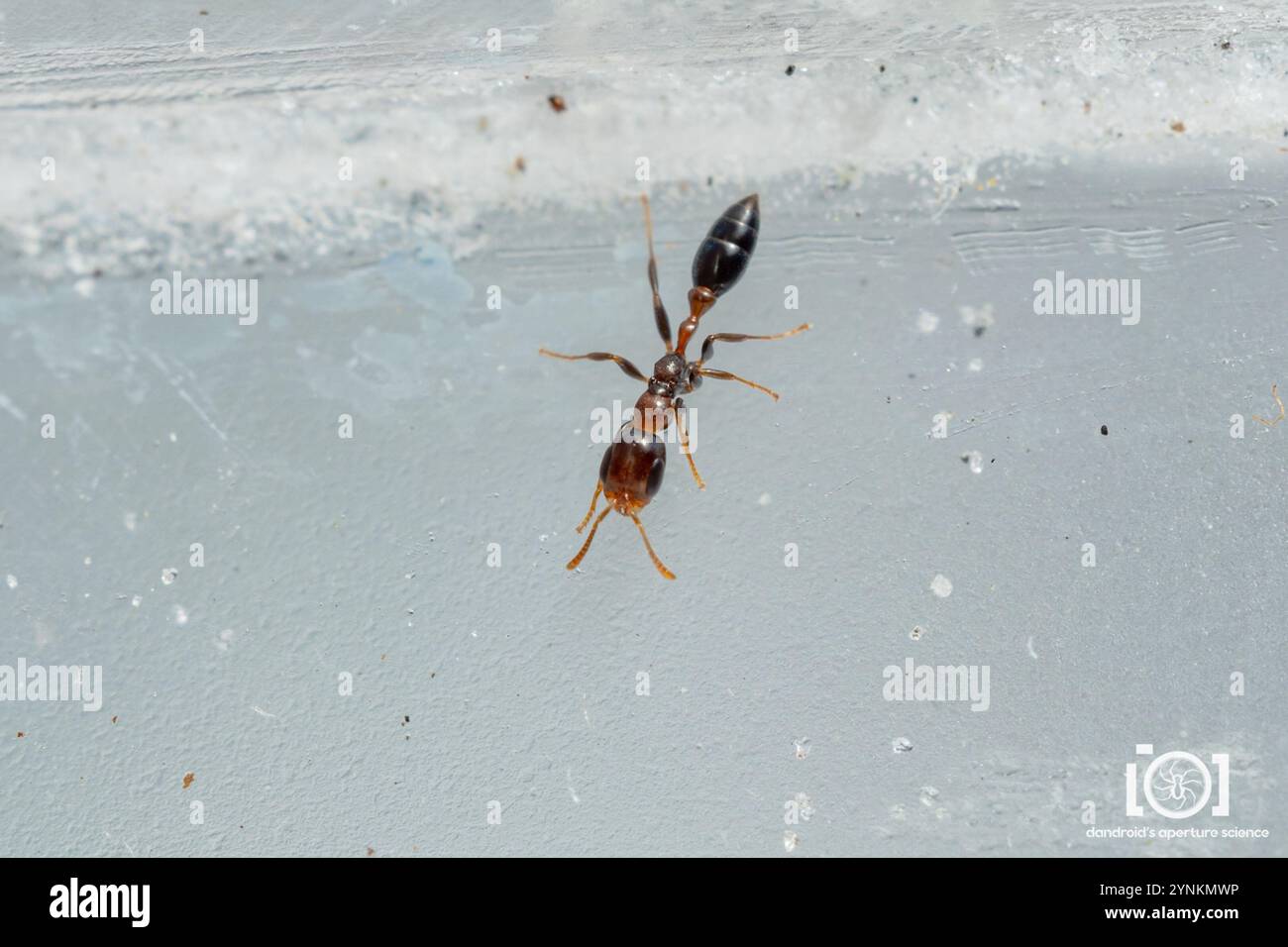 Shining Dark Twig Ant (Pseudomyrmex ejectus Stock Photo - Alamy