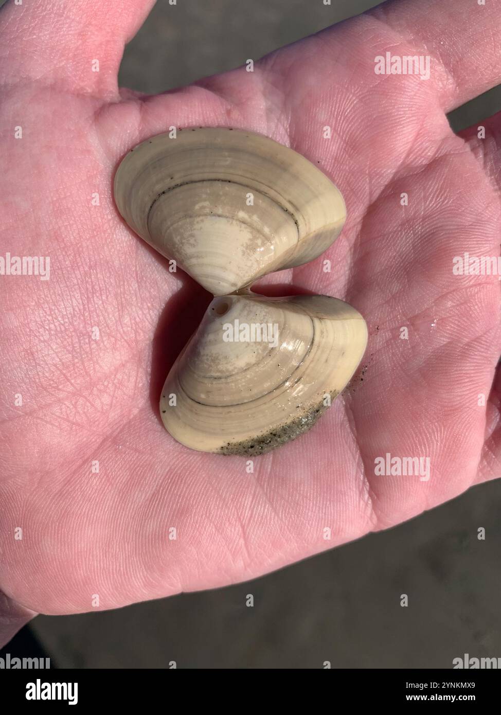 Pismo Clam (Tivela stultorum Stock Photo - Alamy