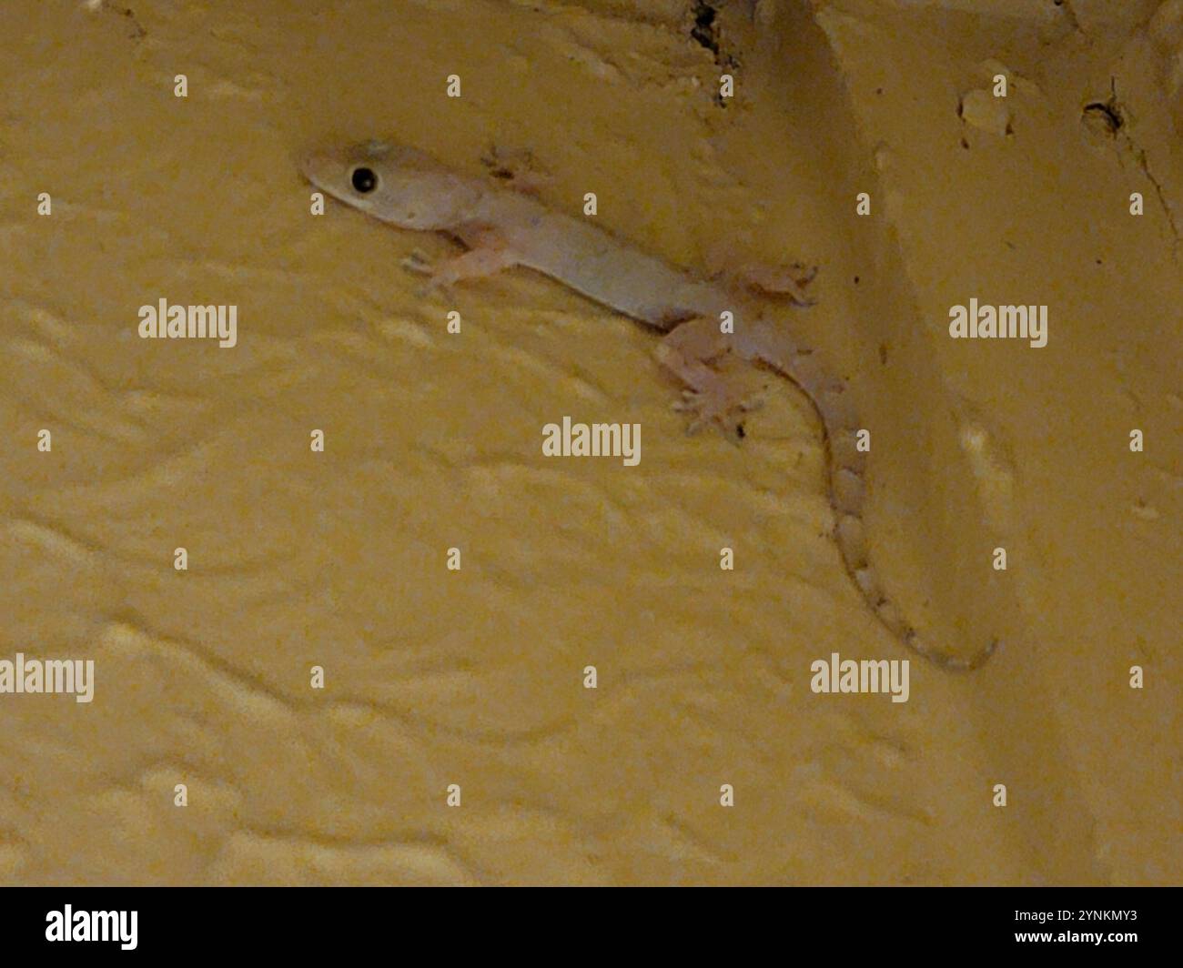 Tropical House Gecko (Hemidactylus mabouia Stock Photo - Alamy