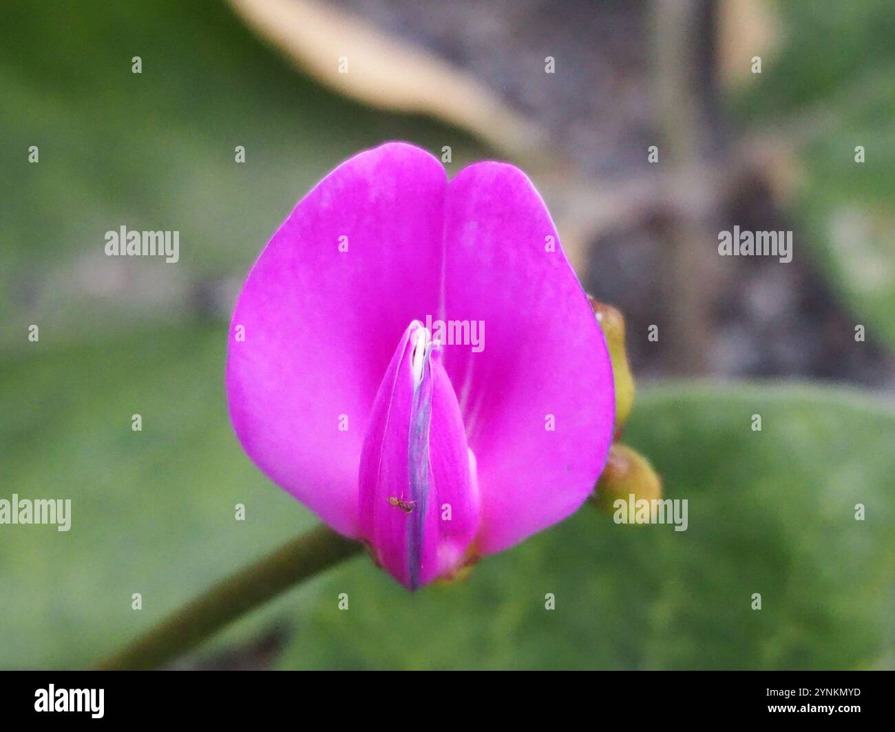 Beach Bean (Canavalia rosea Stock Photo - Alamy