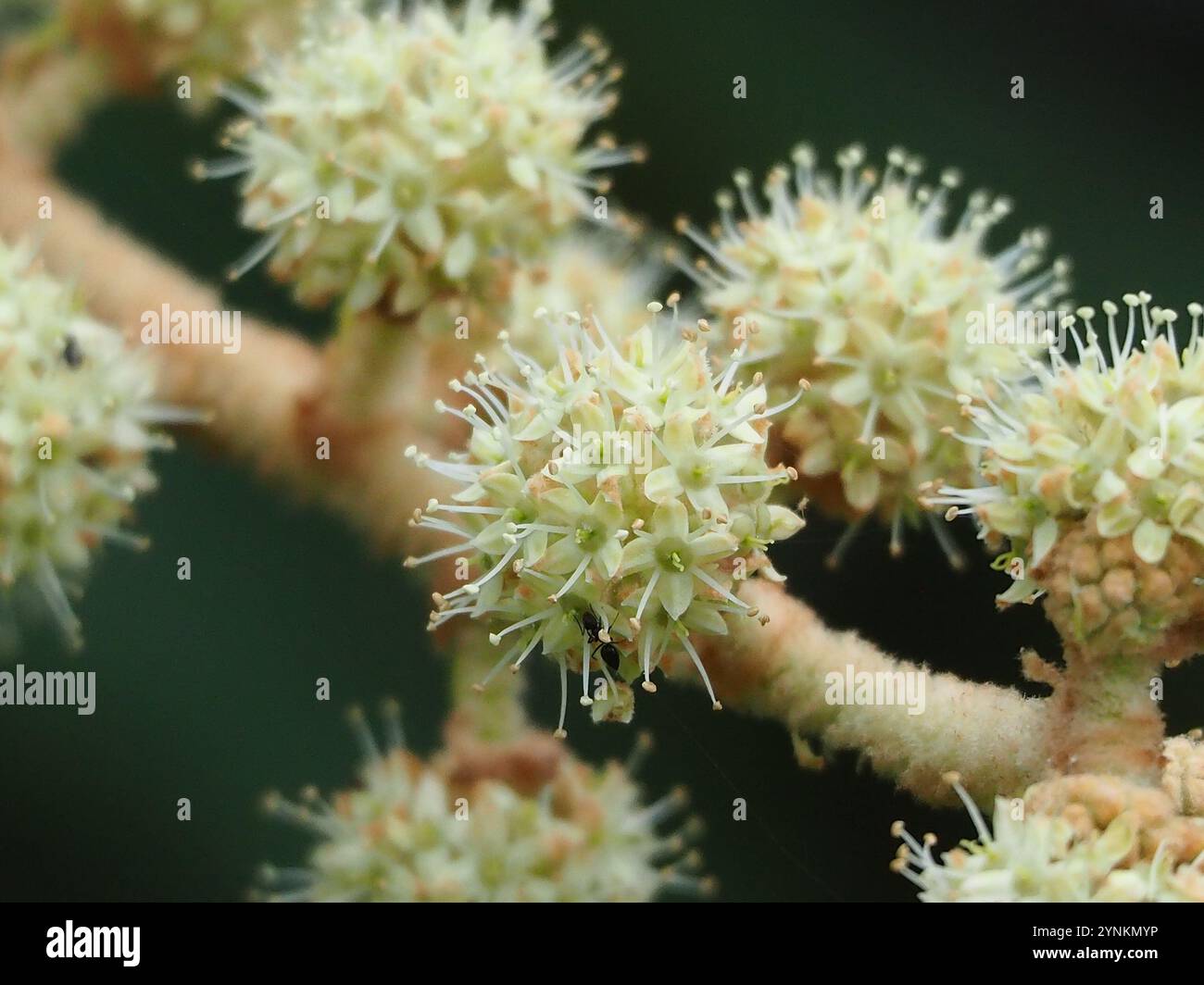 Rice paper plant (Tetrapanax papyrifer Stock Photo - Alamy