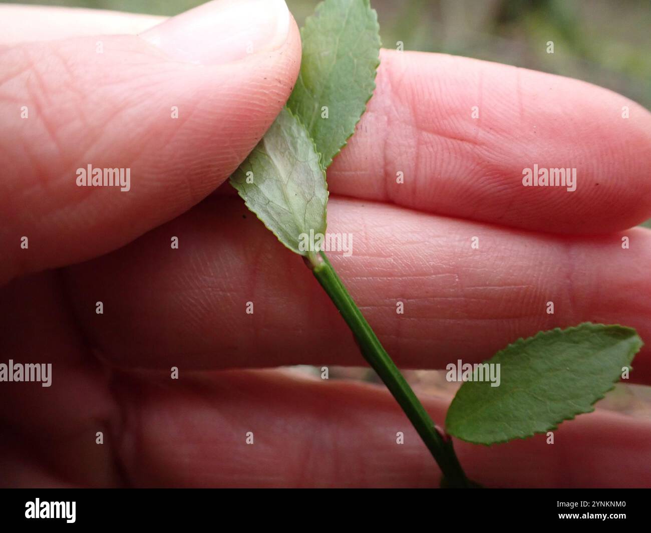 Red Huckleberry (Vaccinium parvifolium Stock Photo - Alamy