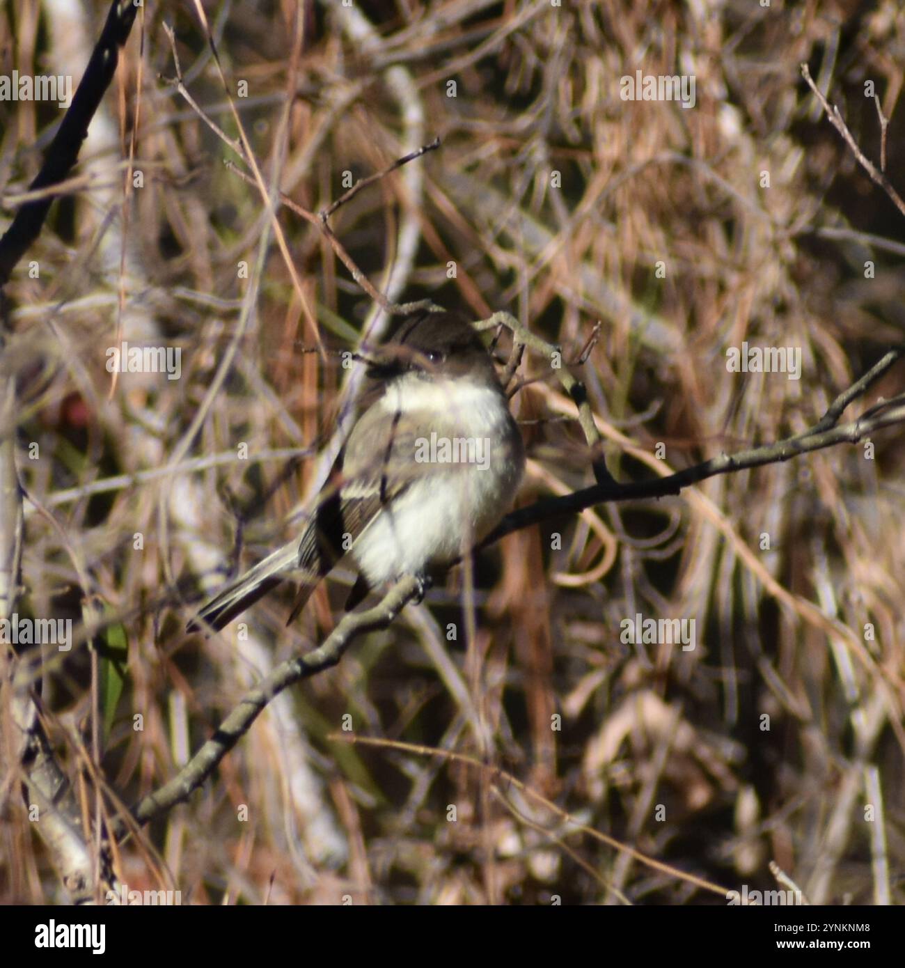 Eastern Phoebe (Sayornis phoebe Stock Photo - Alamy
