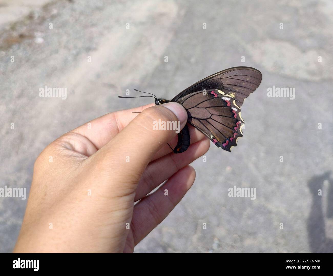 Polydamas Swallowtail (Battus polydamas Stock Photo - Alamy