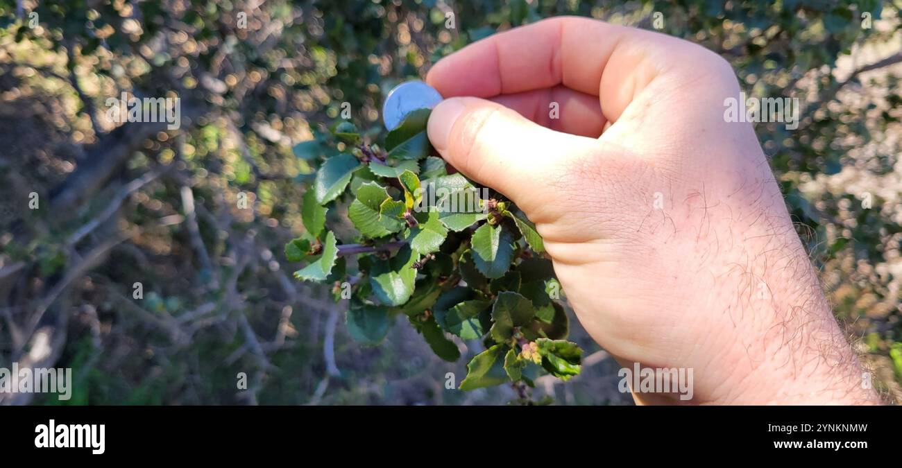 sugar bush (Rhus ovata Stock Photo - Alamy
