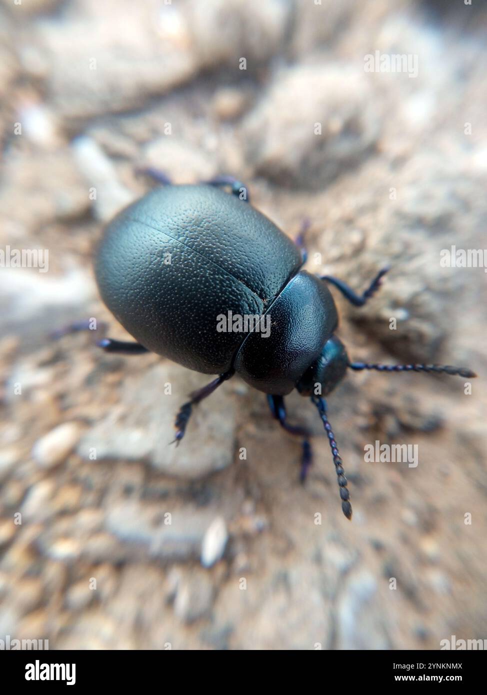 Lesser Bloody-nosed Beetle (Timarcha goettingensis Stock Photo - Alamy