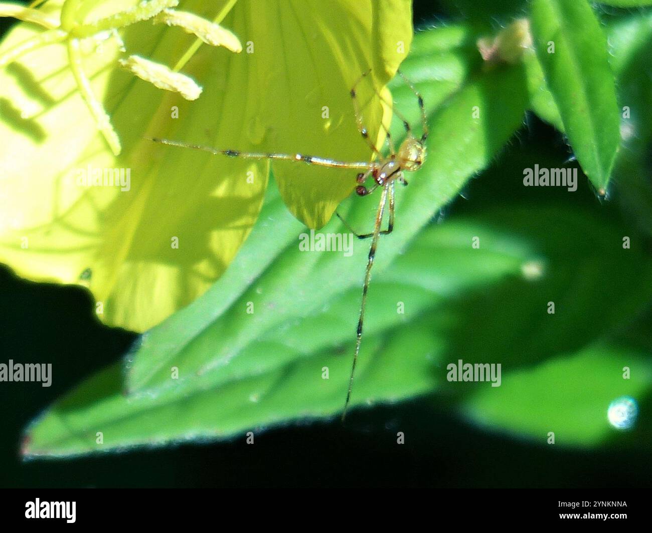 Comb-footed Spiders (Theridiidae Stock Photo - Alamy