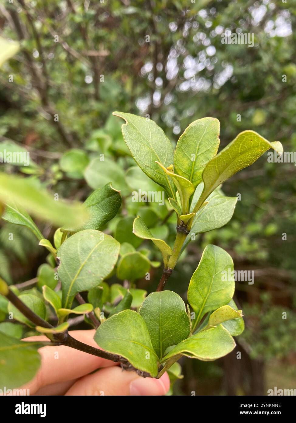 Māmāngi (Coprosma arborea Stock Photo - Alamy
