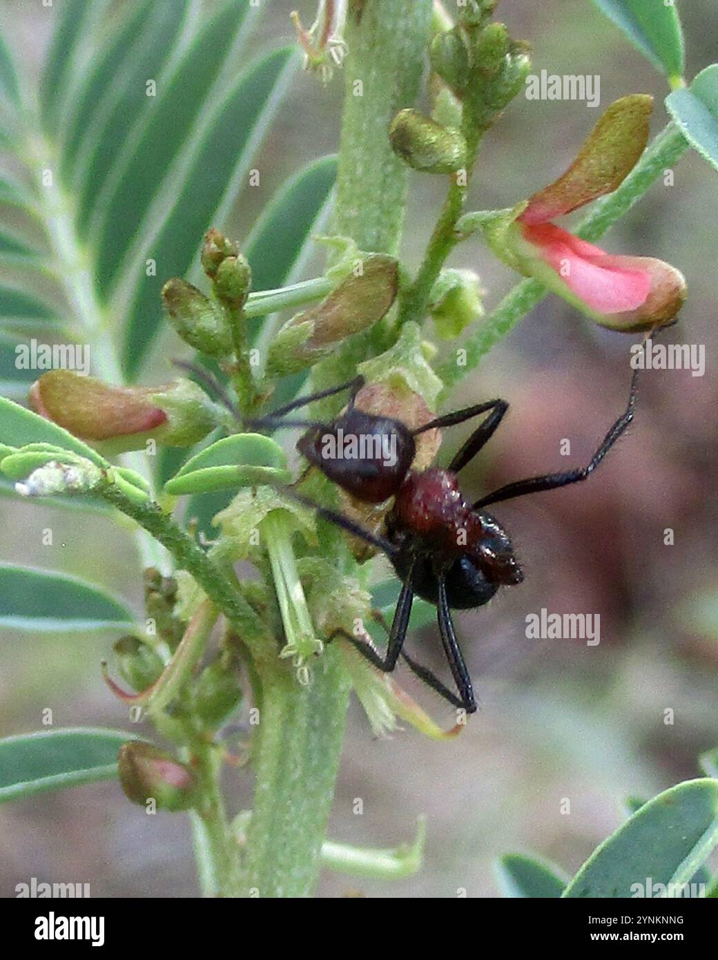 (Indigofera cryptantha cryptantha Stock Photo - Alamy