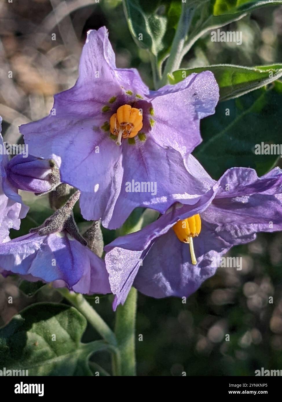 bluewitch nightshade (Solanum umbelliferum Stock Photo - Alamy