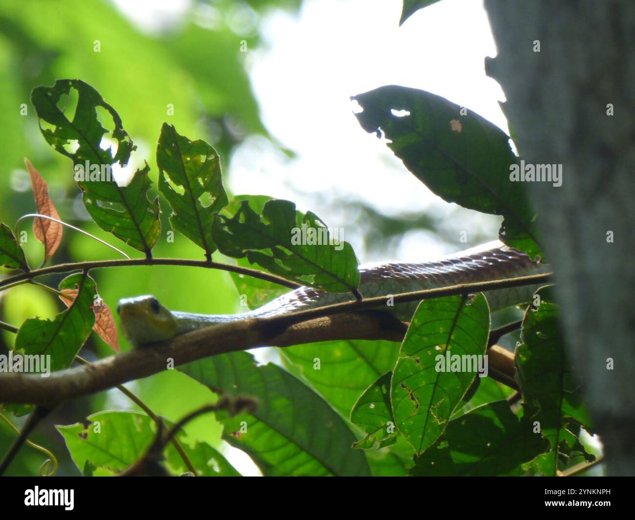 Spix's Sipo (Chironius spixii Stock Photo - Alamy