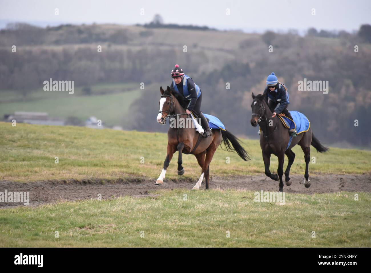 Race horses training on Middleham low moor gallops Stock Photo - Alamy