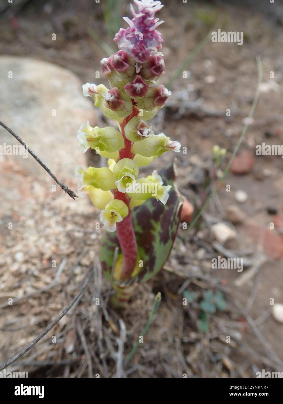 Palerim Viooltjie (Lachenalia membranacea Stock Photo - Alamy