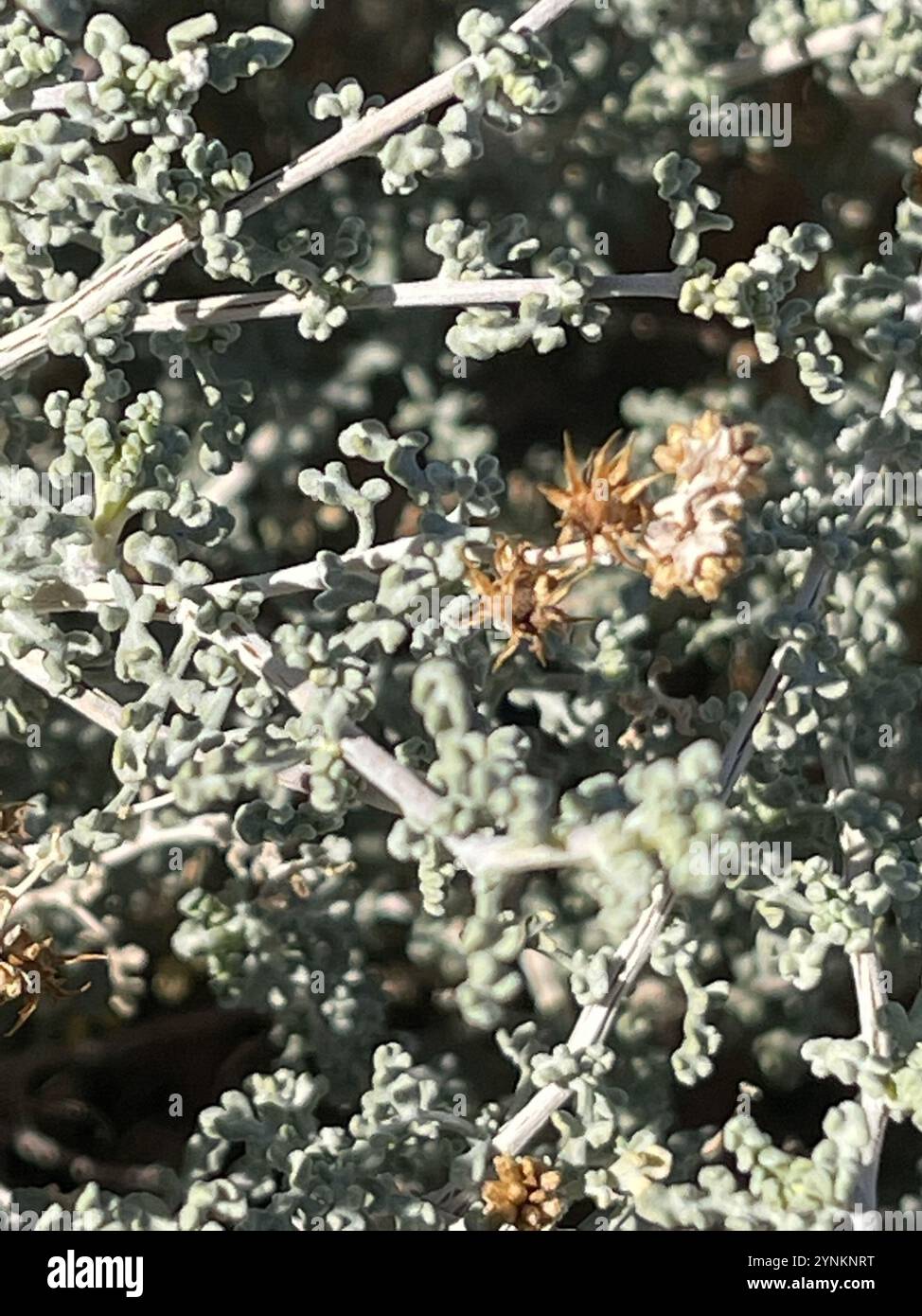 Ambrosia dumosa hi-res stock photography and images - Alamy