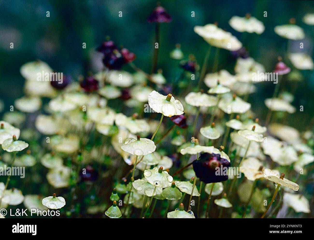 Yellow Moosedung Moss (Splachnum luteum Stock Photo - Alamy