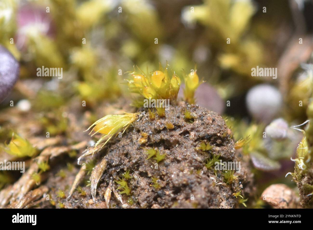 Taper-leaved Earth-moss (Pleuridium acuminatum Stock Photo - Alamy