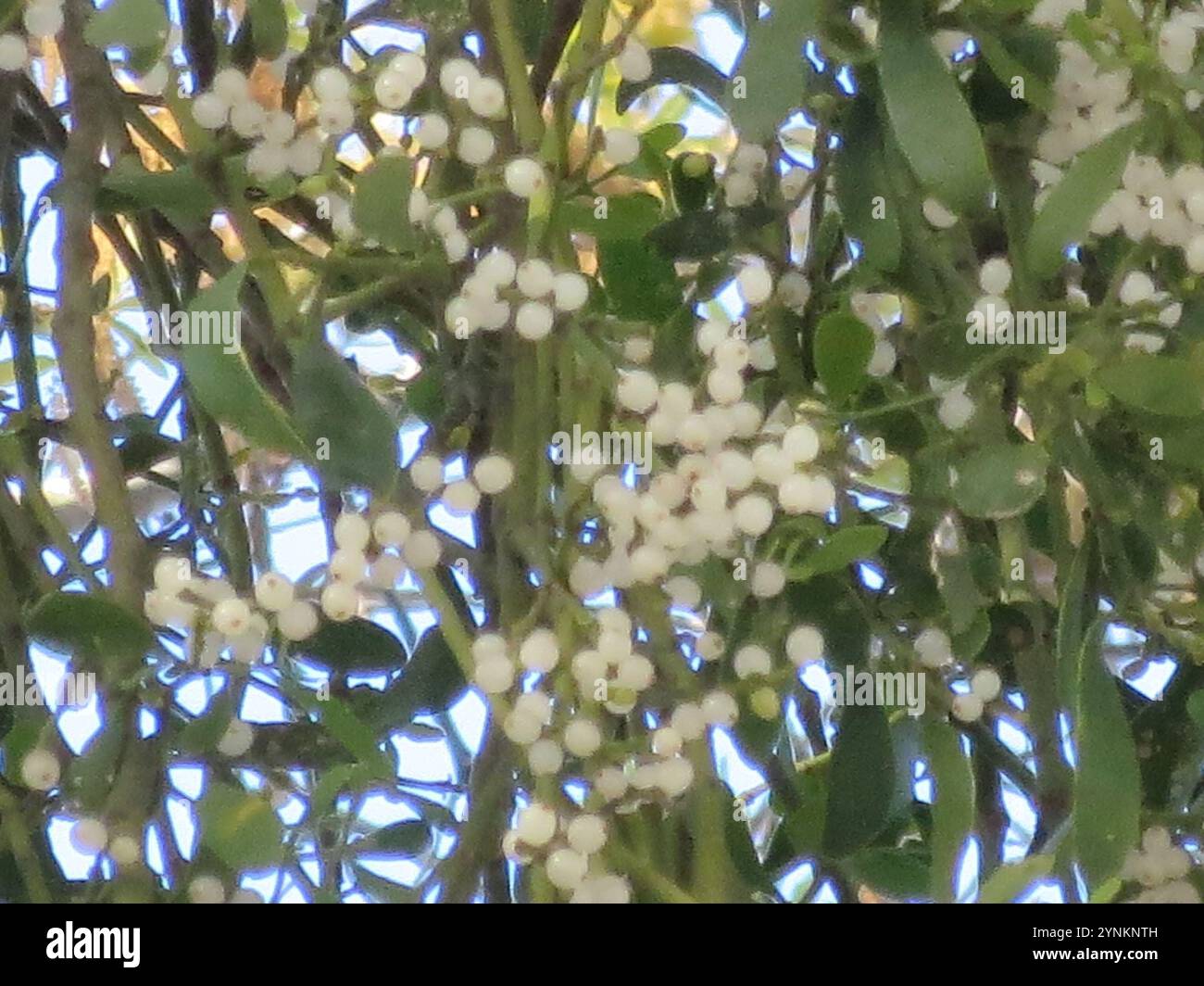American Mistletoe (Phoradendron leucarpum Stock Photo - Alamy