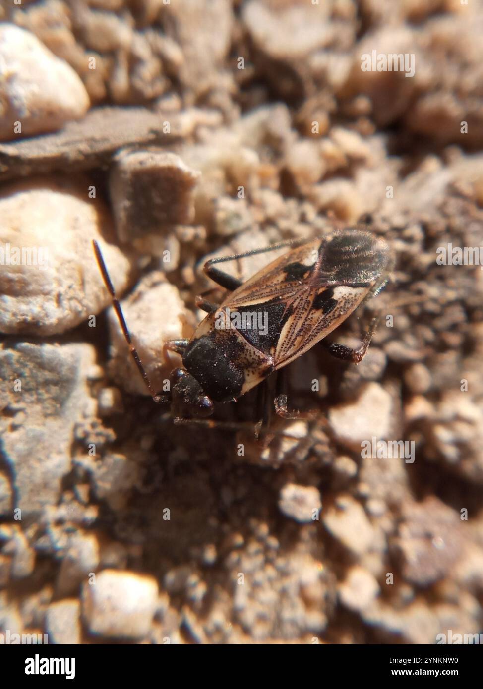bright-spotted groundbug (Rhyparochromus vulgaris Stock Photo - Alamy