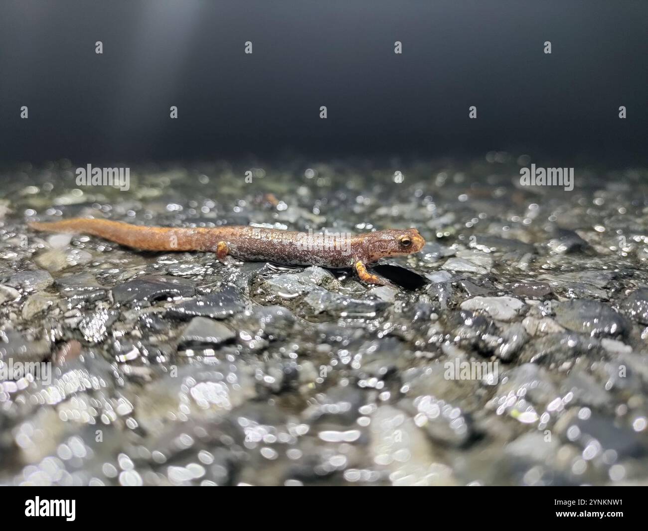 Four-toed Salamander (Hemidactylium scutatum Stock Photo - Alamy