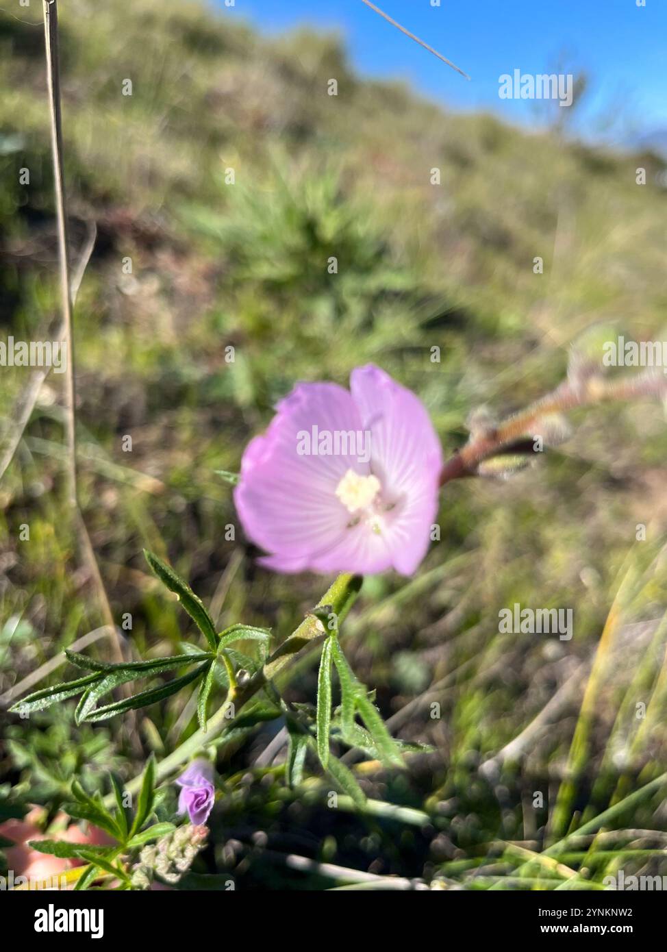 checkerbloom (Sidalcea malviflora Stock Photo - Alamy